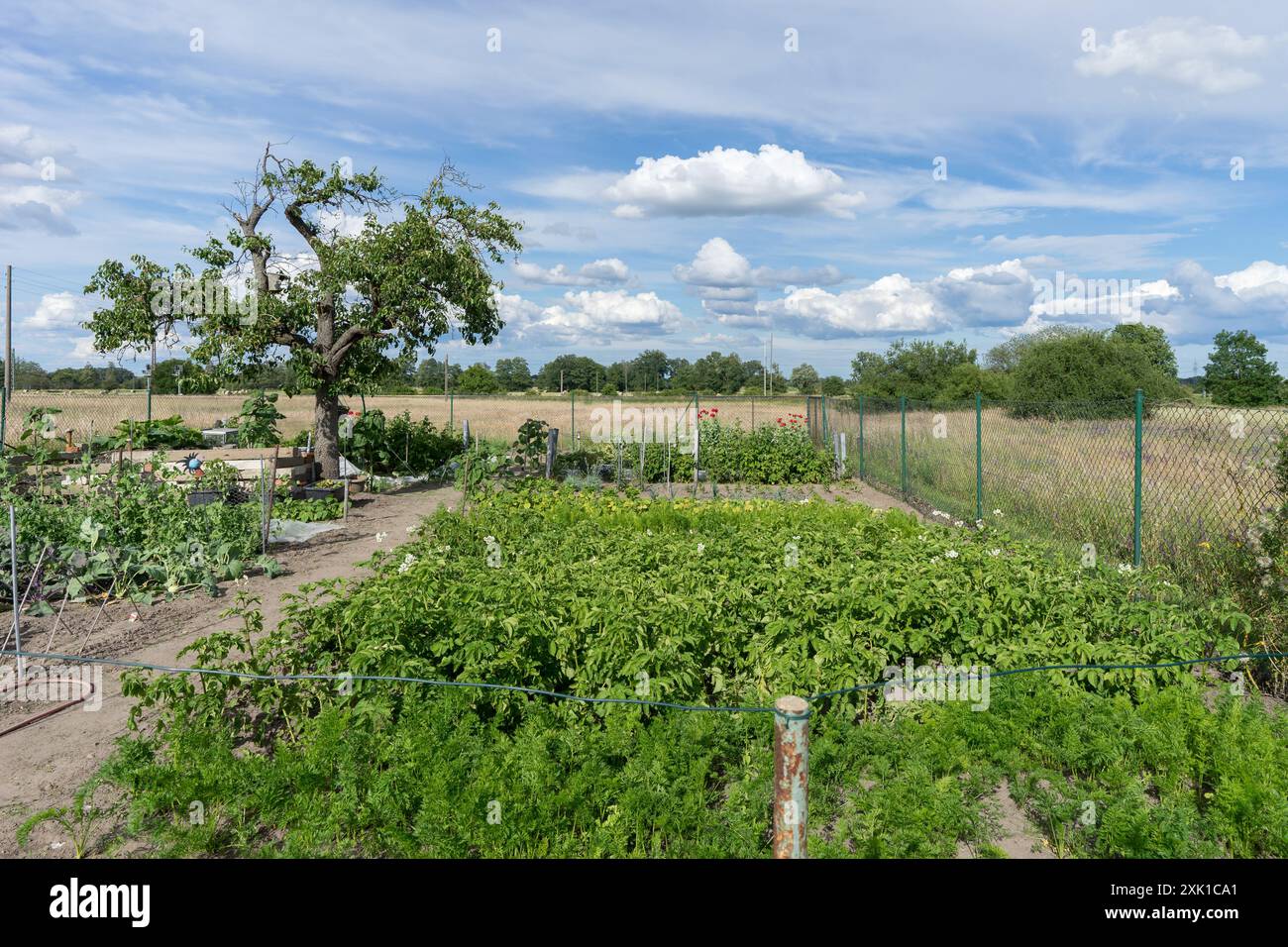 Vegetable garden with bushes and trees in summer Stock Photo - Alamy