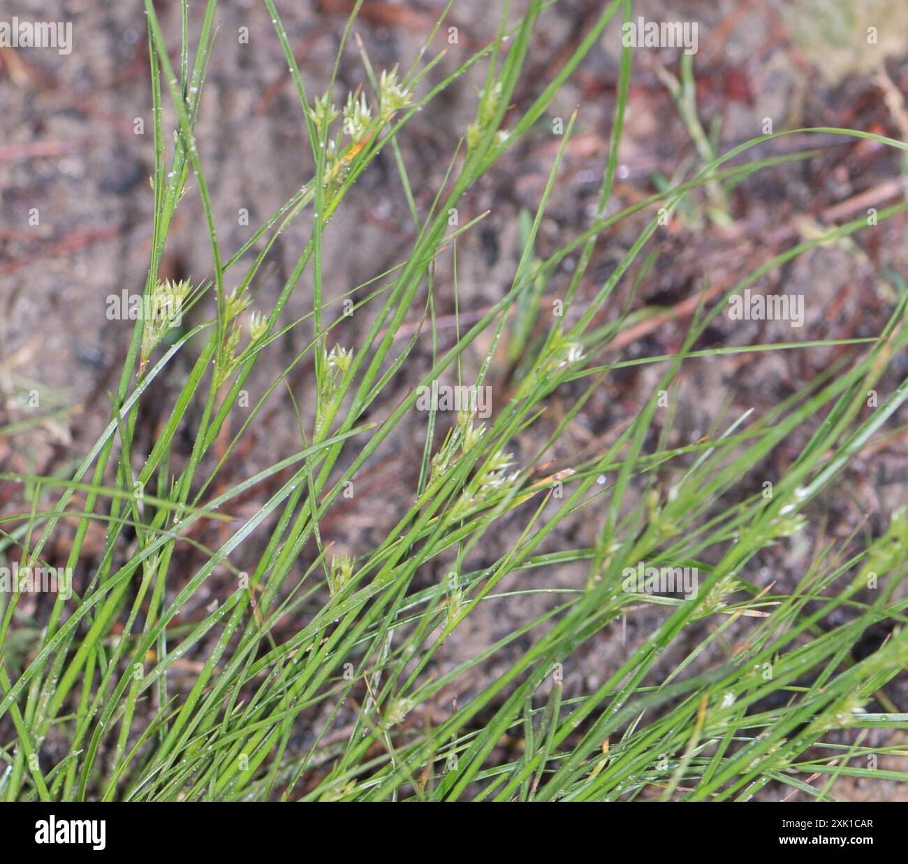 grasses, sedges, cattails, and allies (Poales) Plantae Stock Photo - Alamy