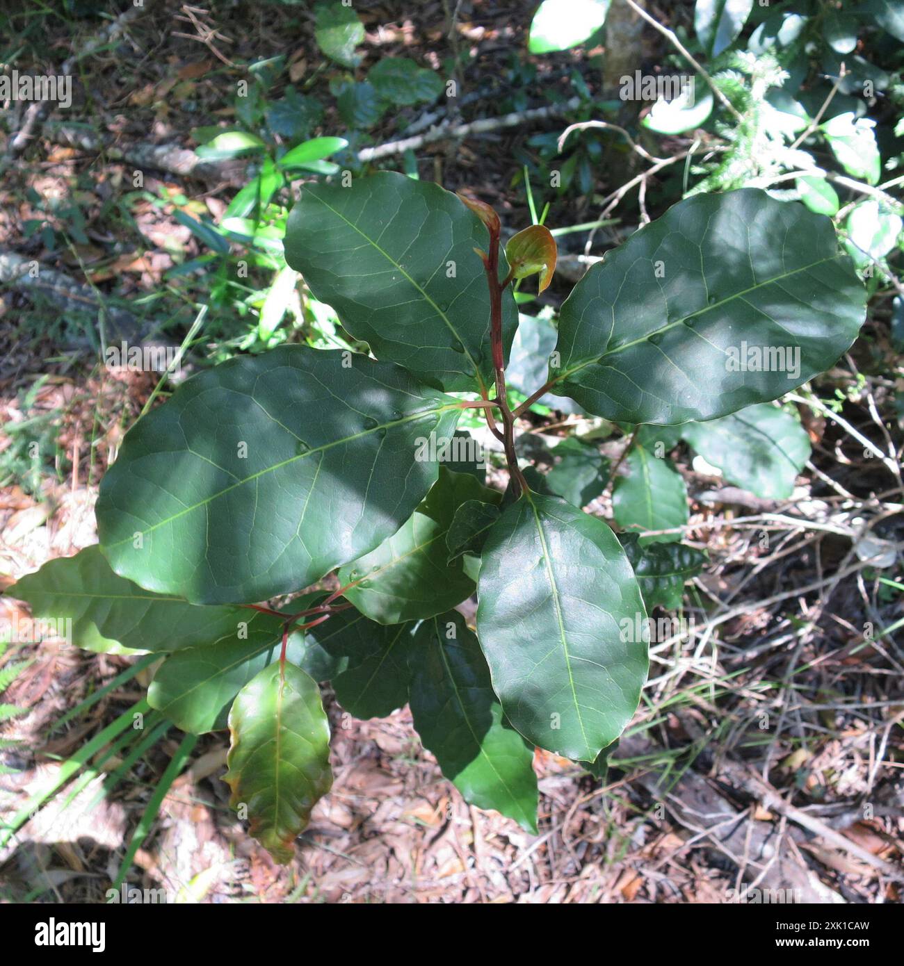 Stinkwood (Ocotea bullata) Plantae Stock Photo - Alamy