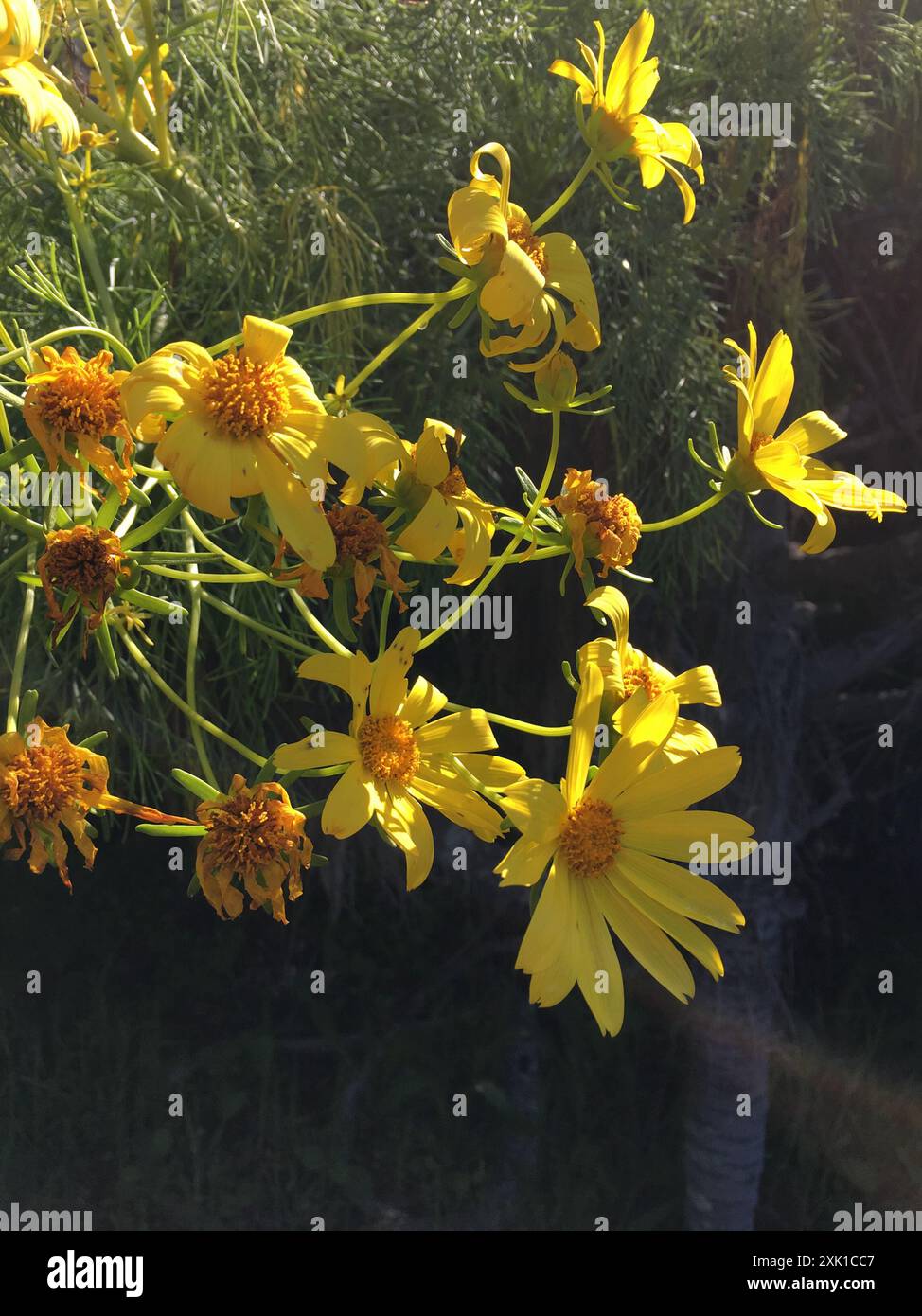 giant coreopsis (Leptosyne gigantea) Plantae Stock Photo - Alamy