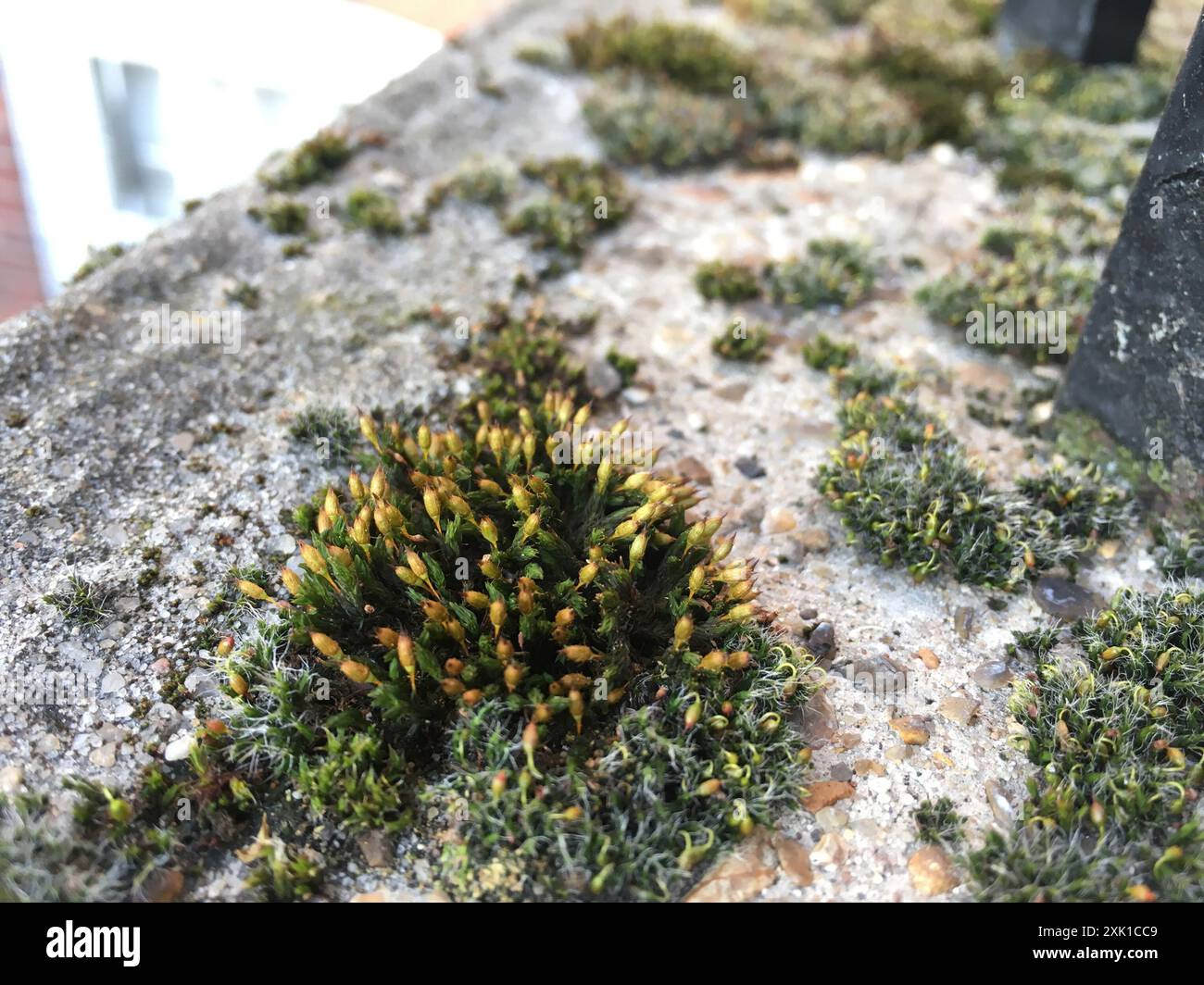 Anomalous Bristle-moss (Orthotrichum anomalum) Plantae Stock Photo - Alamy