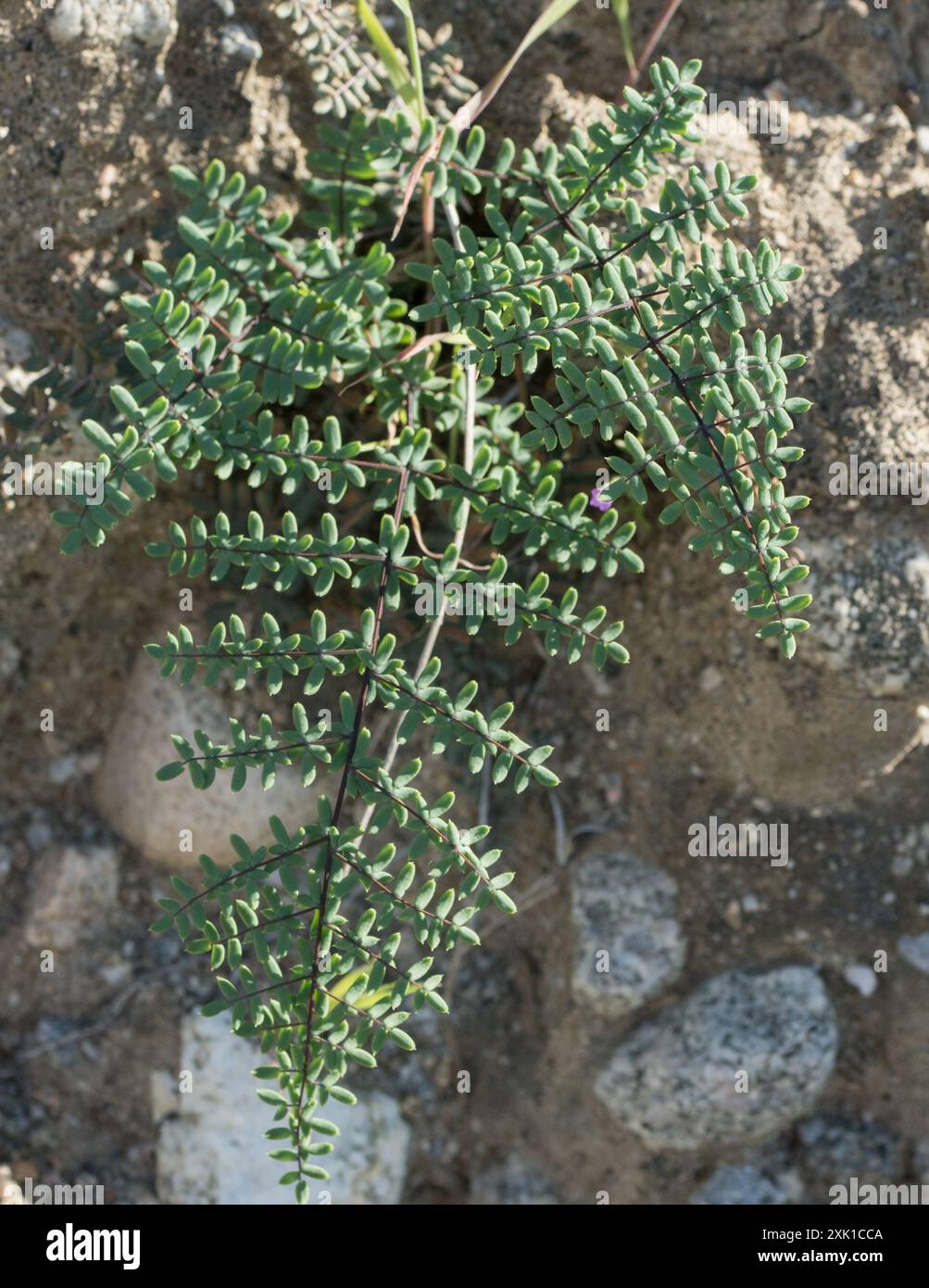 Coffee Fern (Pellaea andromedifolia) Plantae Stock Photo - Alamy