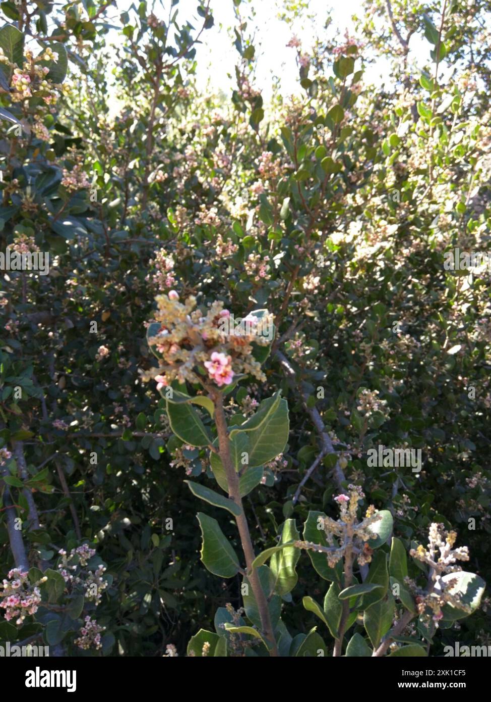 lemonade berry (Rhus integrifolia) Plantae Stock Photo - Alamy