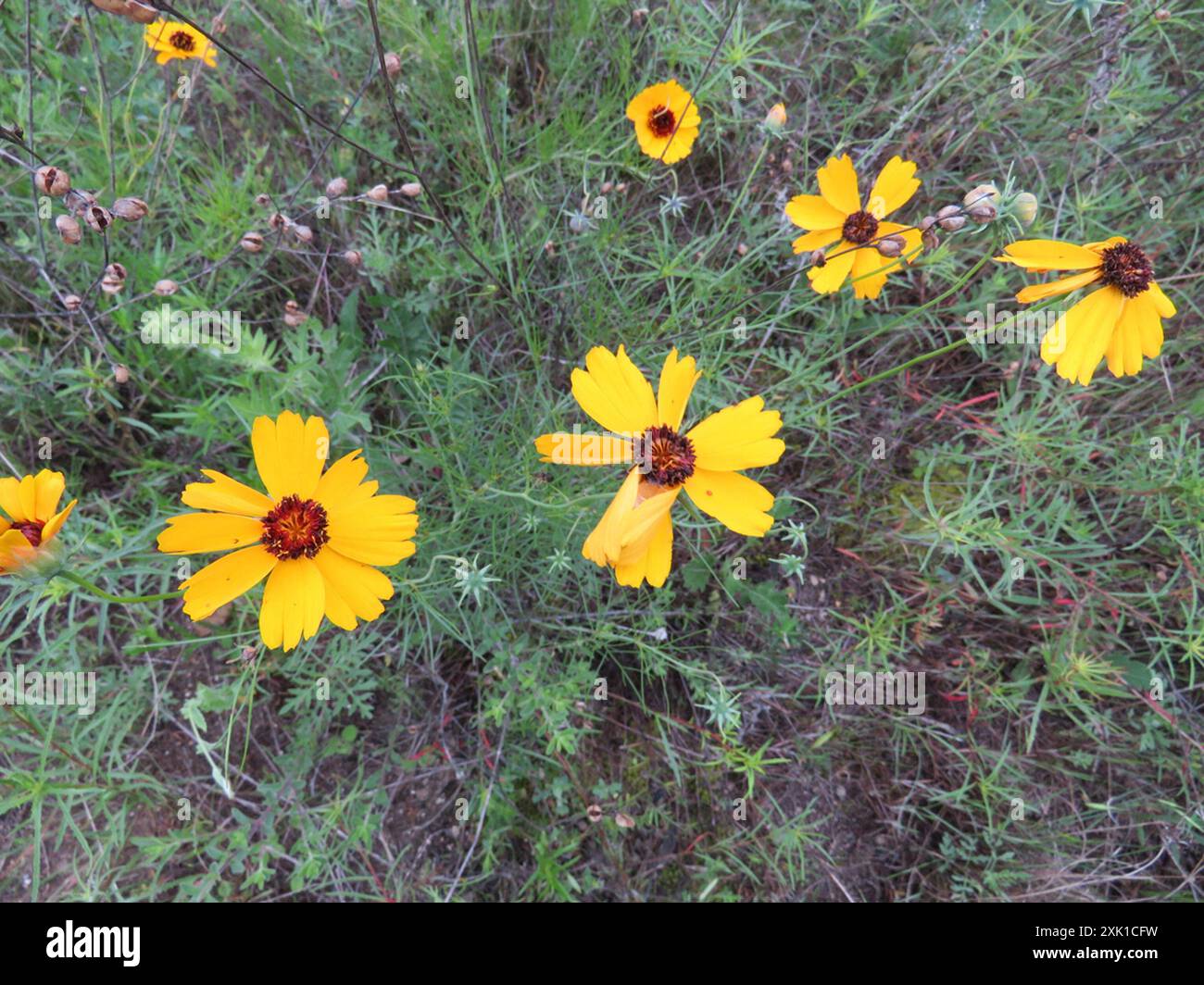 stiff greenthread (Thelesperma filifolium) Plantae Stock Photo - Alamy