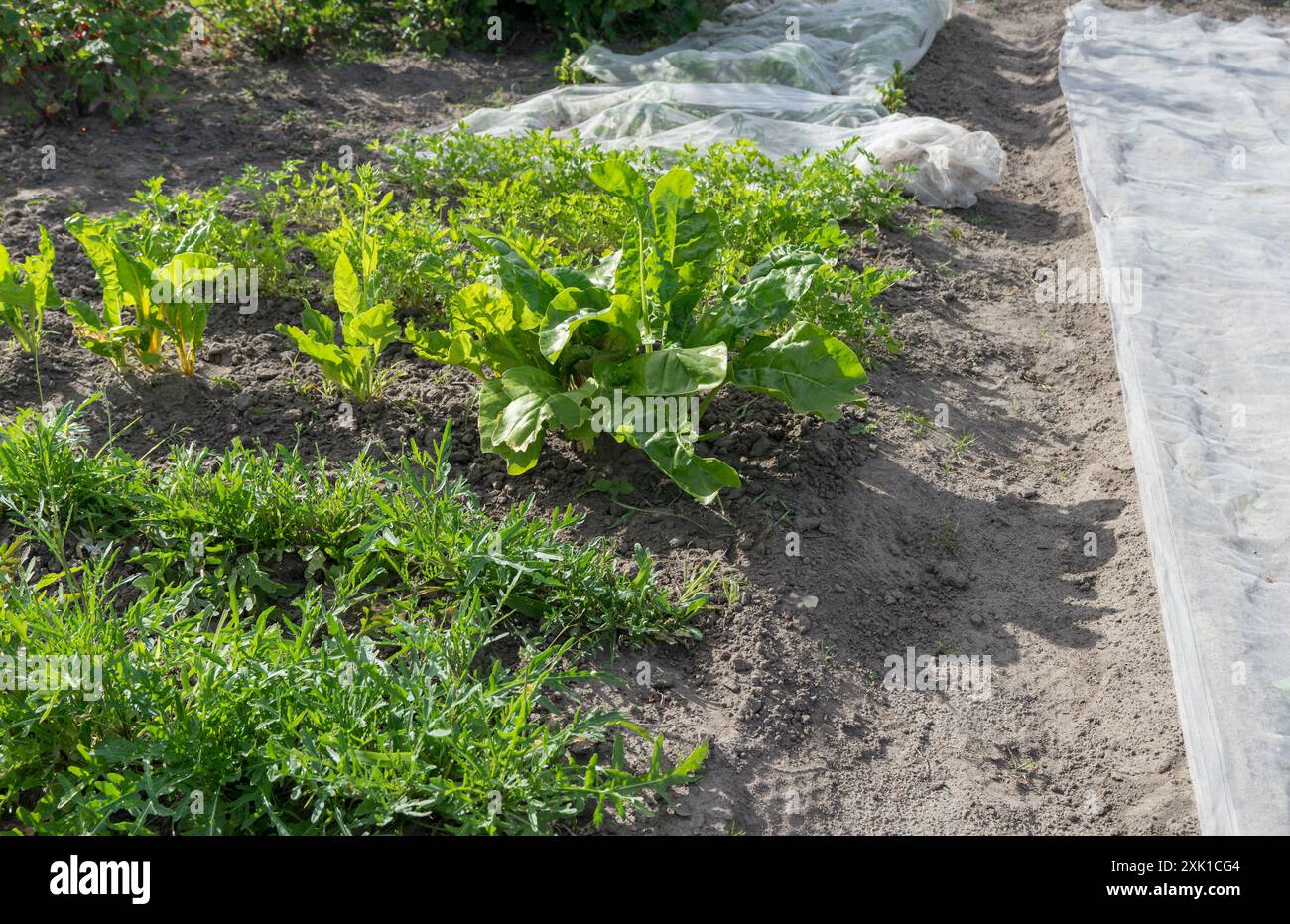 Vegetable bed with rocket lettuce, chard, parsley and fleece cover ...