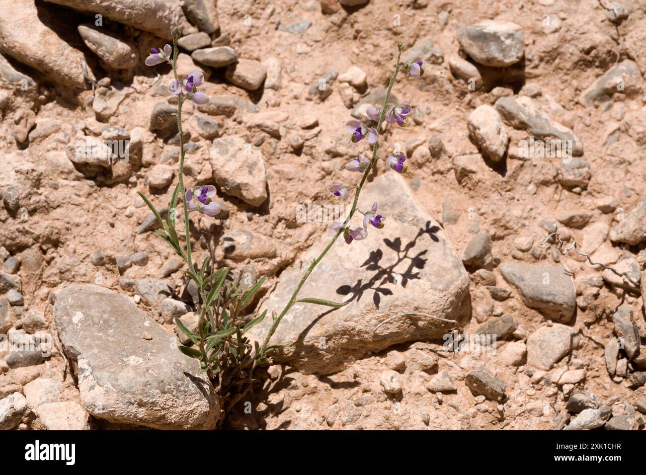 Blue Milkwort (Hebecarpa barbeyana) Plantae Stock Photo - Alamy