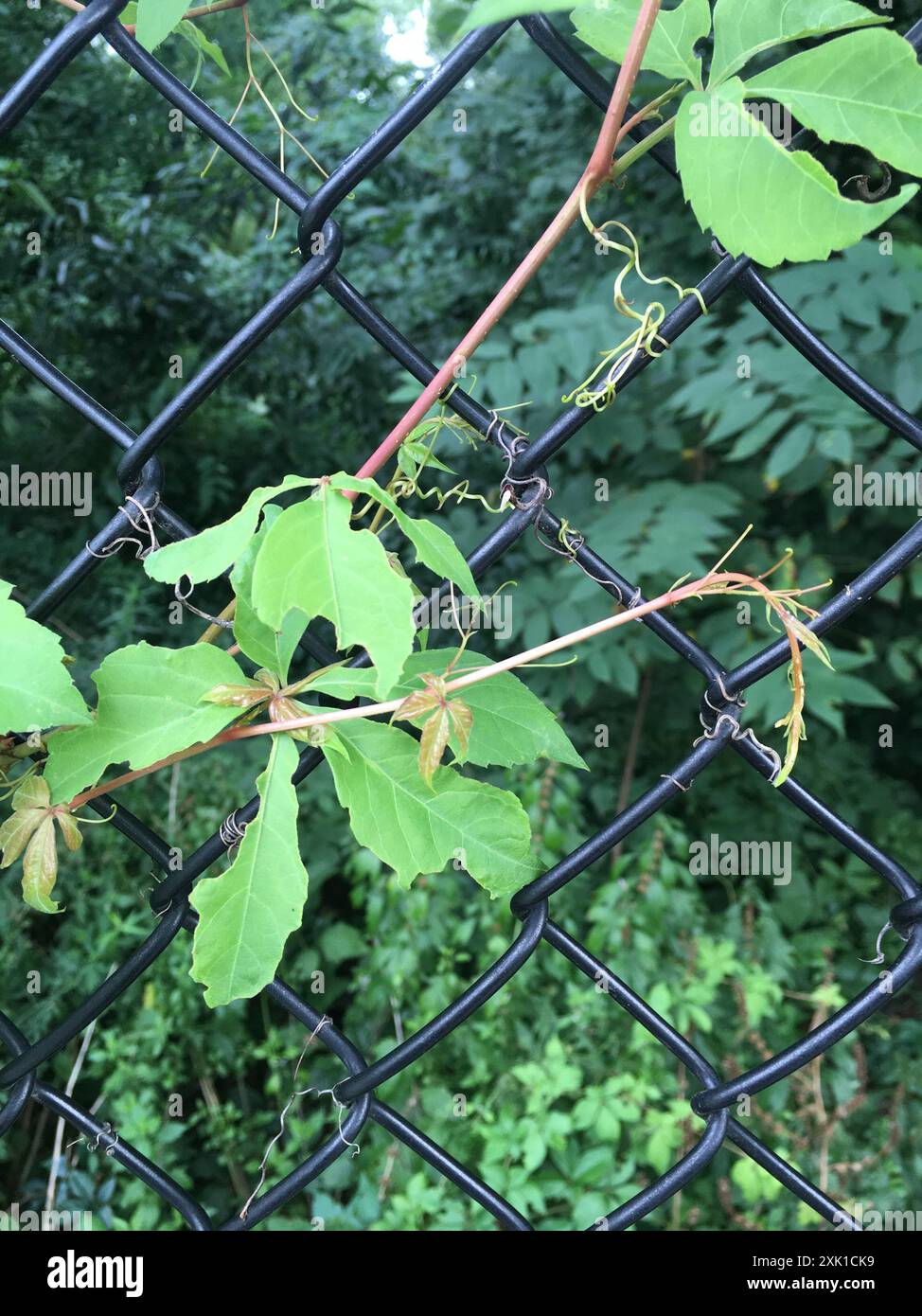 Virginia creeper (Parthenocissus quinquefolia) Plantae Stock Photo - Alamy