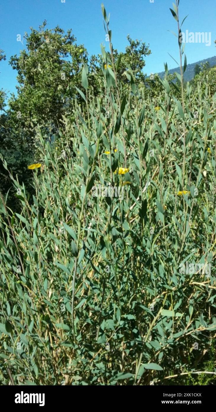 Bush Poppy (Dendromecon rigida) Plantae Stock Photo - Alamy