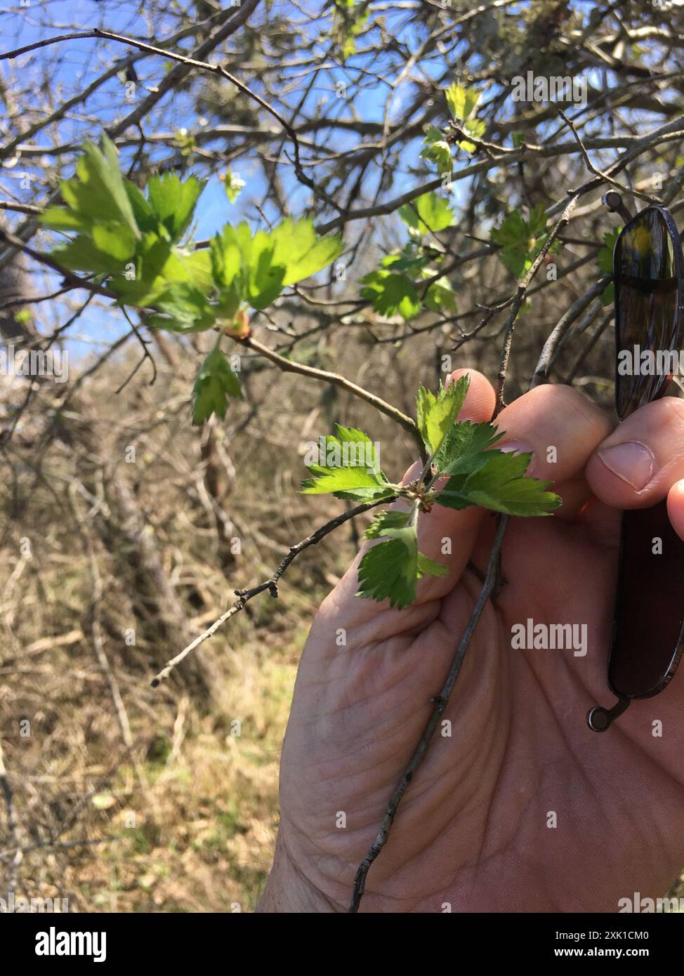 parsley hawthorn (Crataegus marshallii) Plantae Stock Photo - Alamy