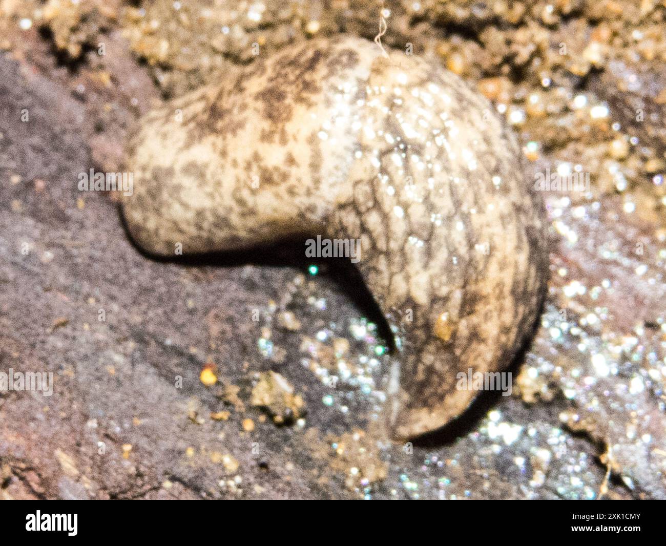 Milky Slug (Deroceras reticulatum) Mollusca Stock Photo - Alamy