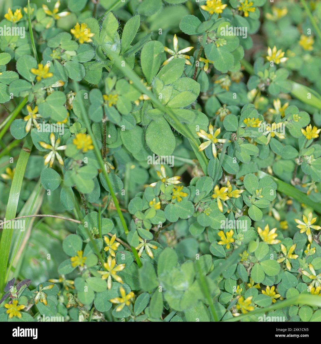 Lesser hop trefoil (Trifolium dubium) Plantae Stock Photo - Alamy
