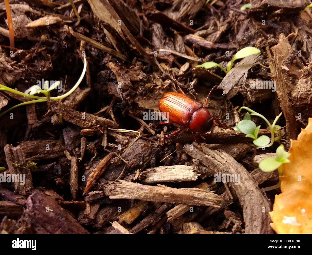May Beetles (Phyllophaga) Insecta Stock Photo - Alamy