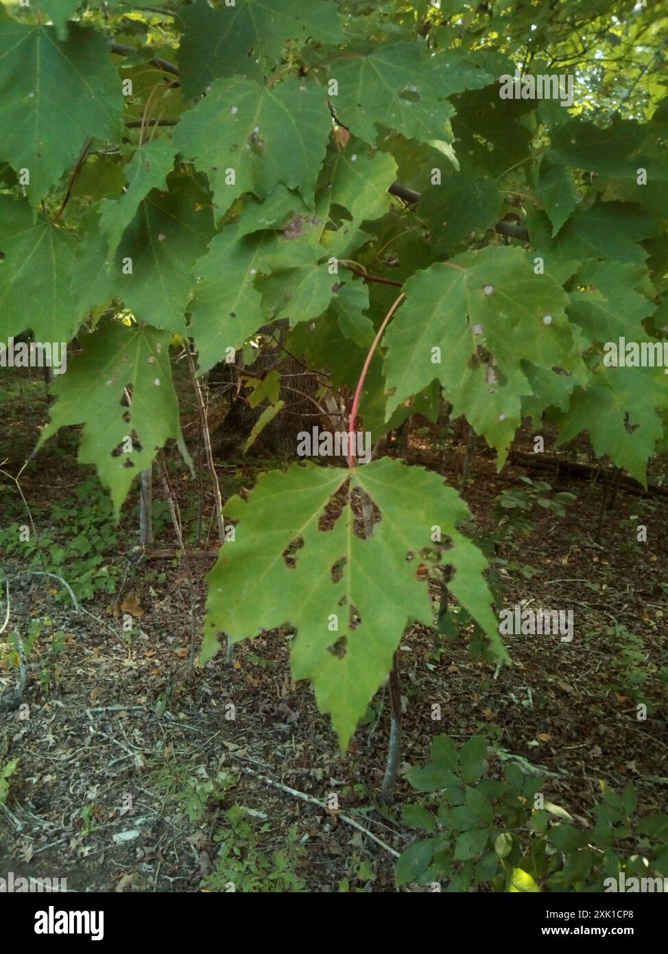red maple (Acer rubrum) Plantae Stock Photo - Alamy