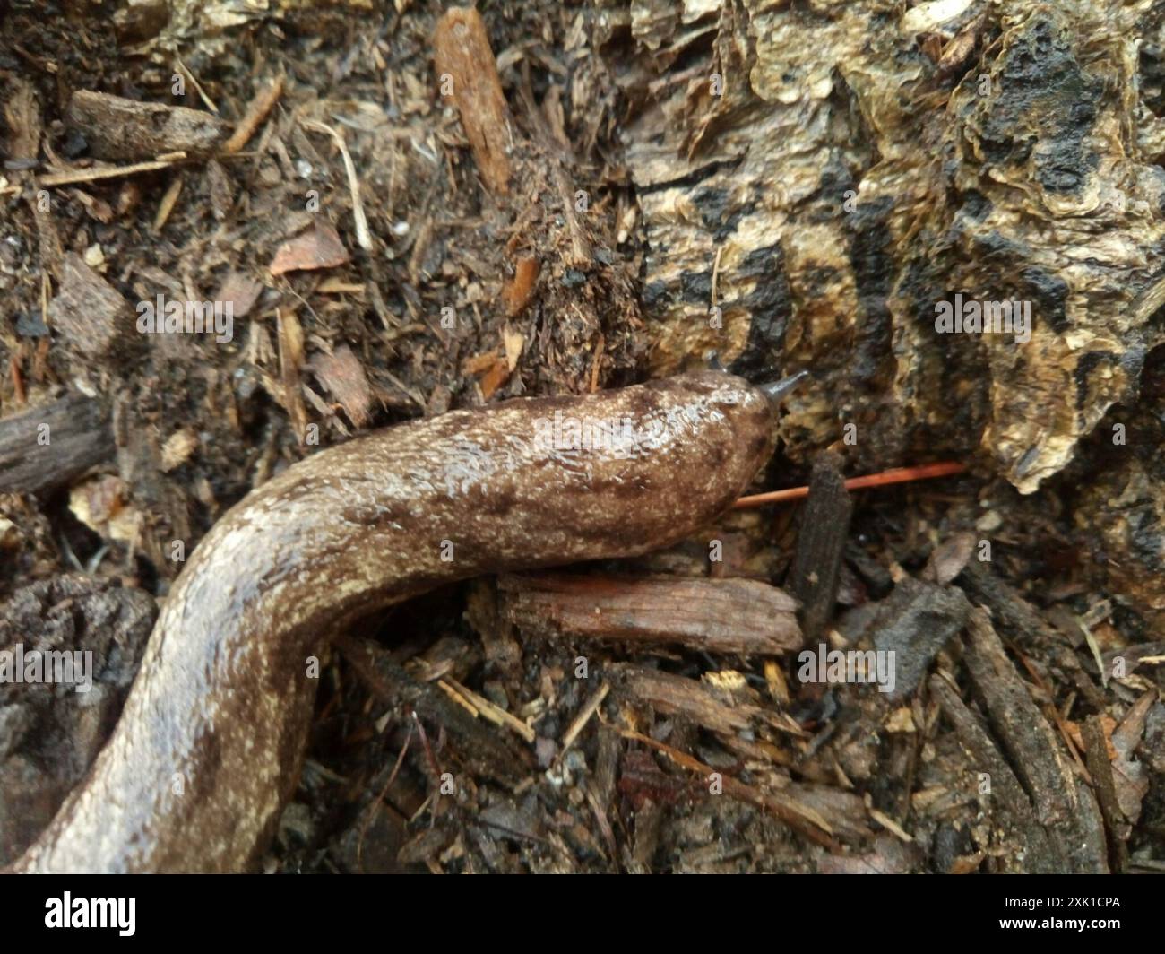 Changeable Mantleslug (Megapallifera mutabilis) Mollusca Stock Photo ...