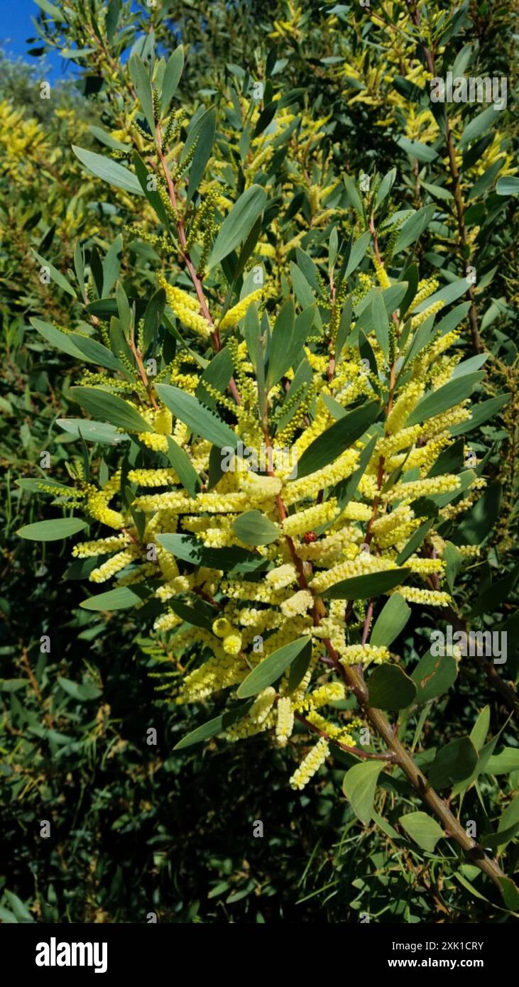Longleaf Wattle (Acacia longifolia) Plantae Stock Photo - Alamy