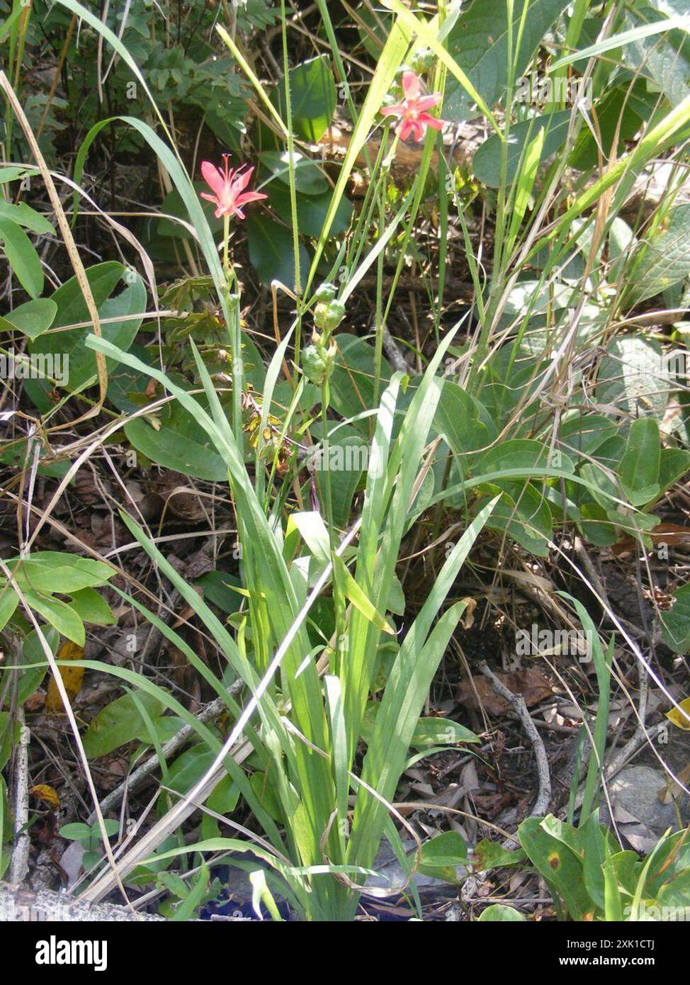 (Freesia grandiflora grandiflora) Plantae Stock Photo - Alamy