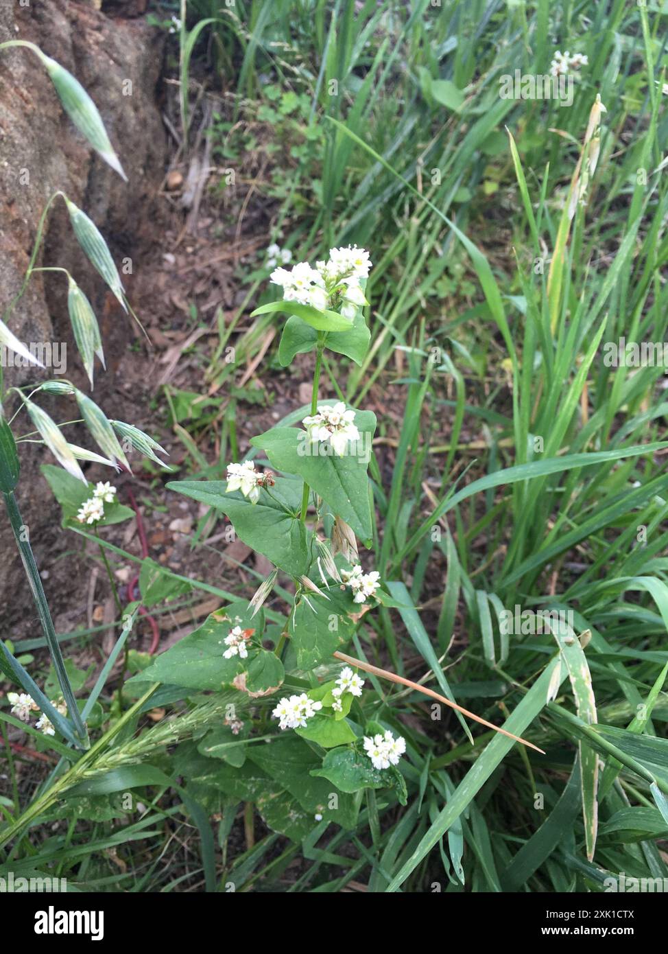 Common Buckwheat (Fagopyrum esculentum) Plantae Stock Photo - Alamy