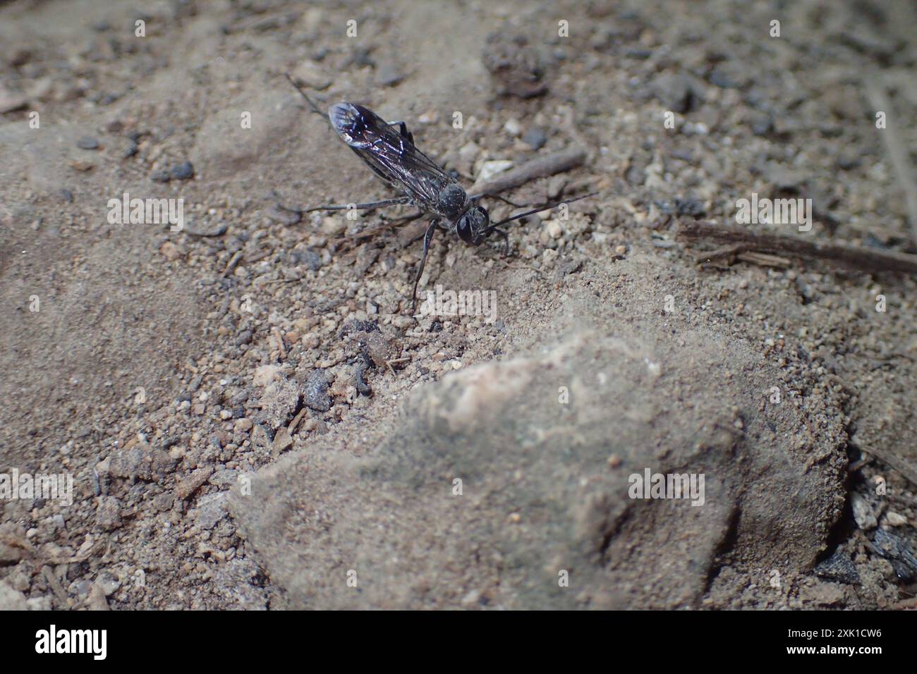 Spider Wasps (Pompilidae) Insecta Stock Photo - Alamy