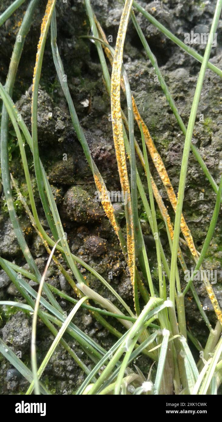 rust fungi (Pucciniales) Fungi Stock Photo - Alamy