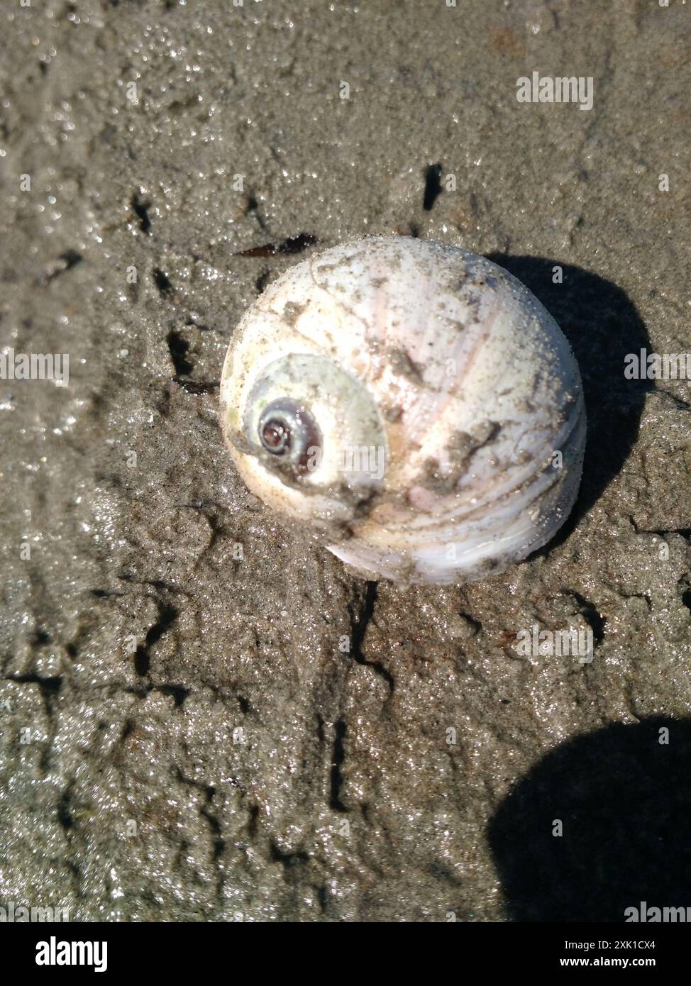 Northern Moonsnail (Euspira heros) Mollusca Stock Photo - Alamy