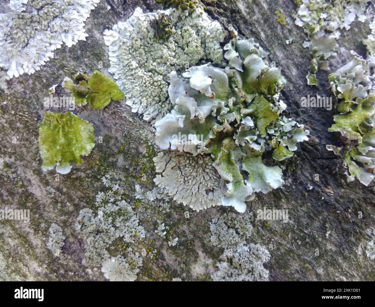 Ruffle Lichens (Parmotrema) Fungi Stock Photo - Alamy