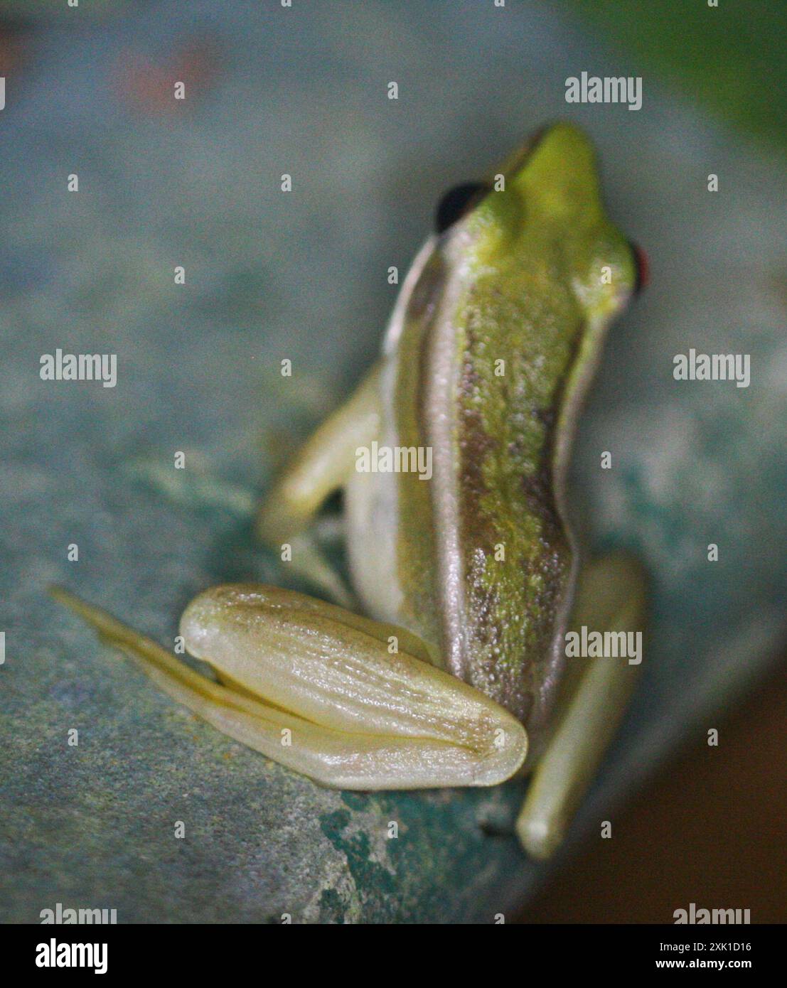 Green Paddy Frog (Hylarana erythraea) Amphibia Stock Photo - Alamy