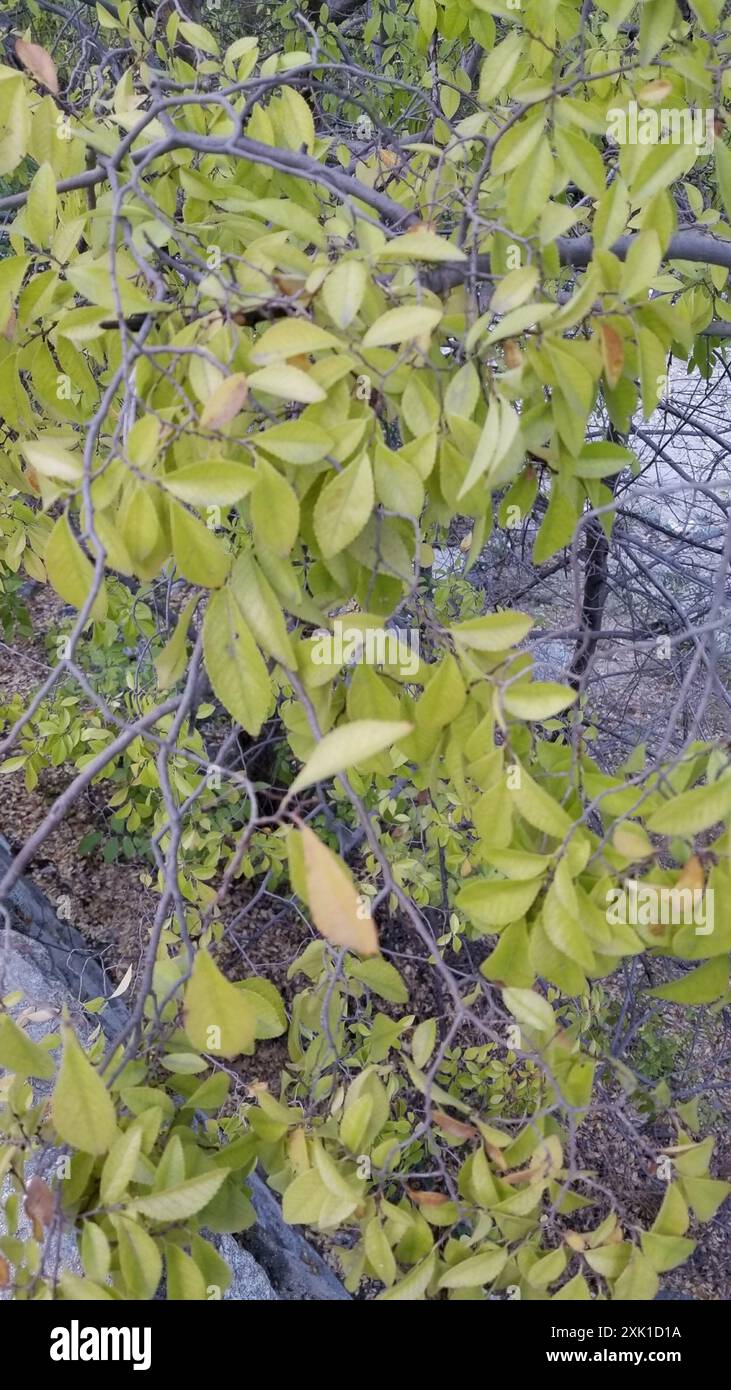 dicots (Magnoliopsida) Plantae Stock Photo - Alamy