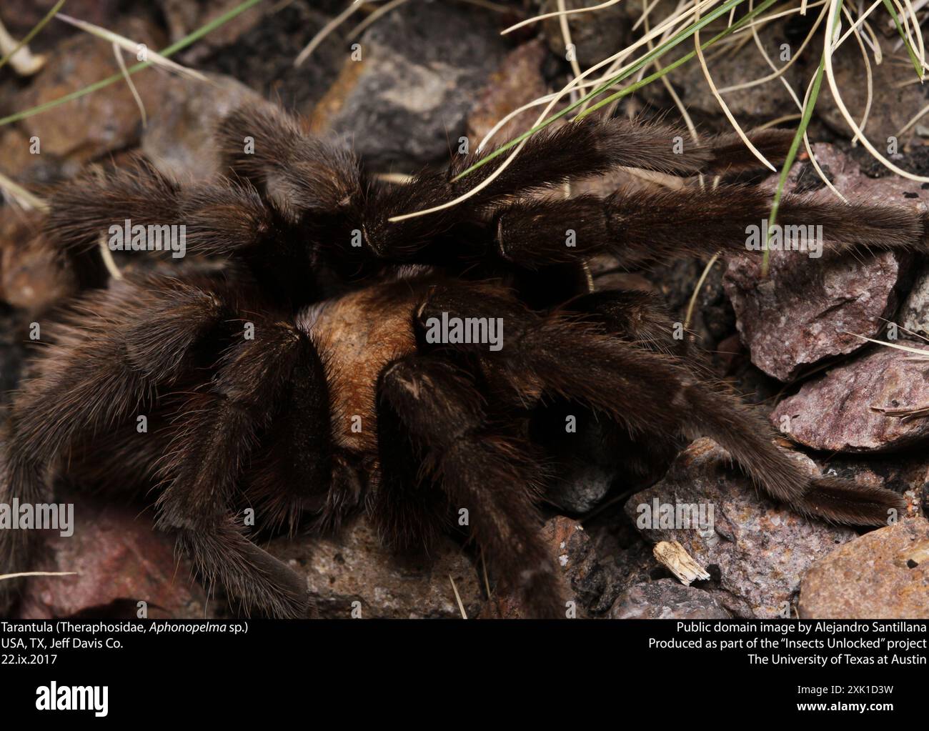 Texas Brown Tarantula (Aphonopelma hentzi) Arachnida Stock Photo - Alamy