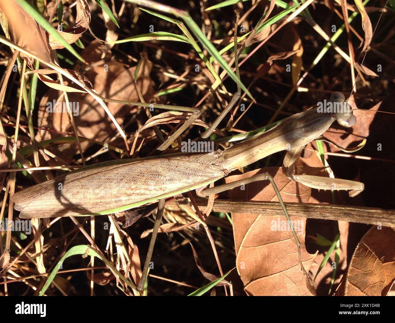 Chinese Mantis (Tenodera sinensis) Insecta Stock Photo - Alamy