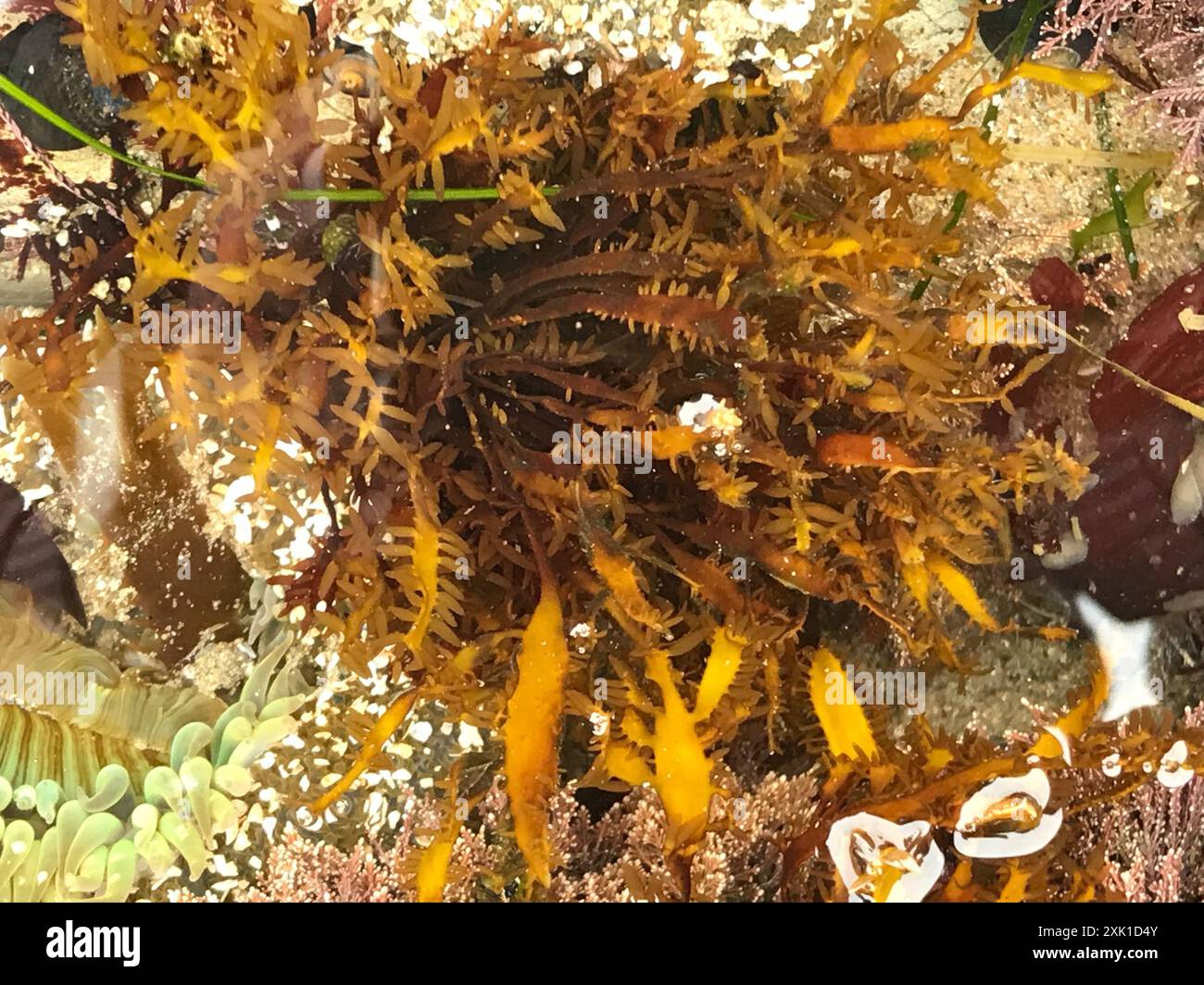 Bleach Weed (Prionitis sternbergii) Plantae Stock Photo - Alamy