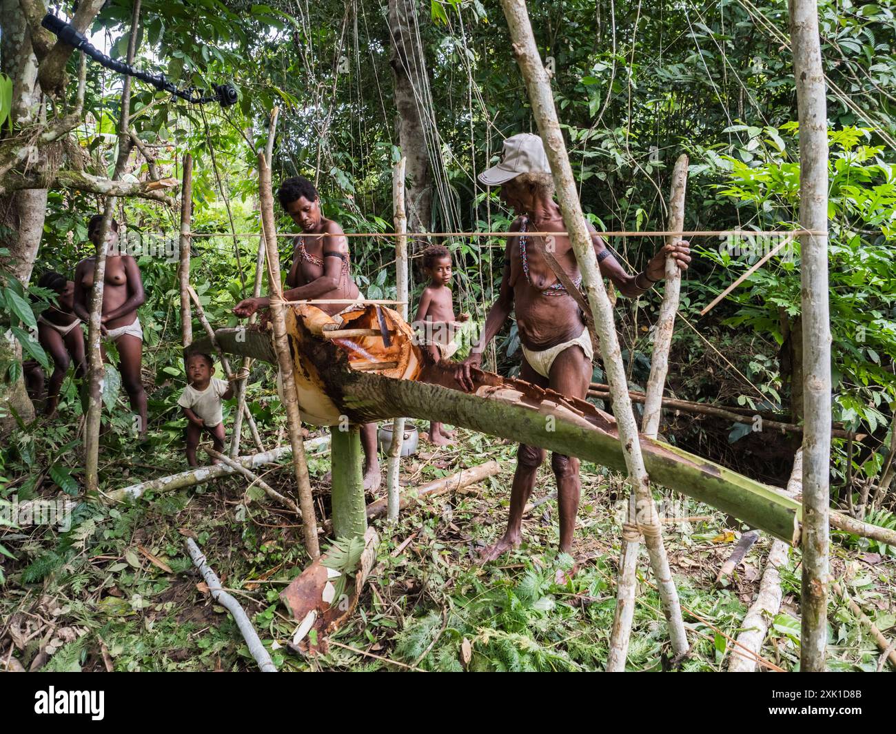 True sago palm hi-res stock photography and images - Alamy