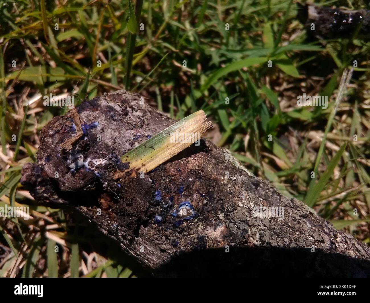 Cobalt Crust (Terana coerulea) Fungi Stock Photo - Alamy