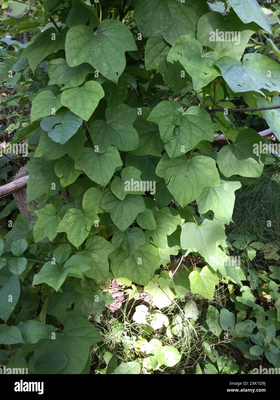 moonseed (Menispermum canadense) Plantae Stock Photo - Alamy