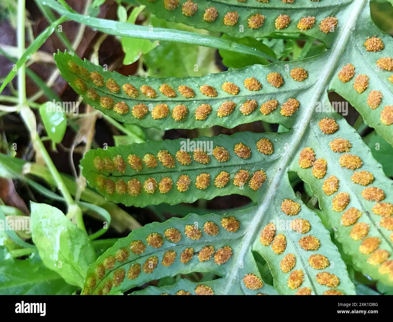 Nested Polypody (Polypodium calirhiza) Plantae Stock Photo - Alamy