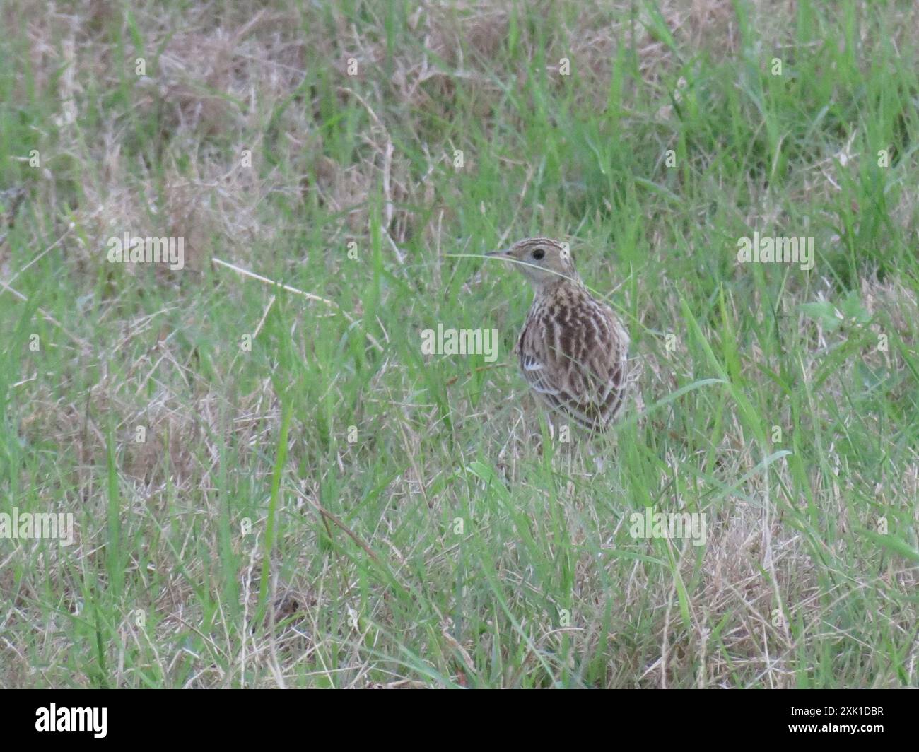 Anthus spragueii hi-res stock photography and images - Alamy