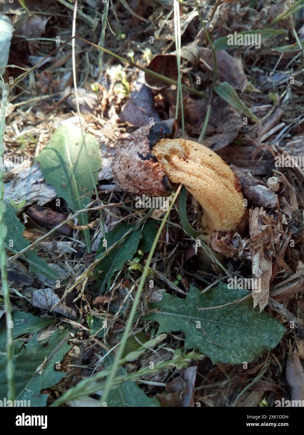 Ravenel's stinkhorn (Phallus ravenelii) Fungi Stock Photo - Alamy