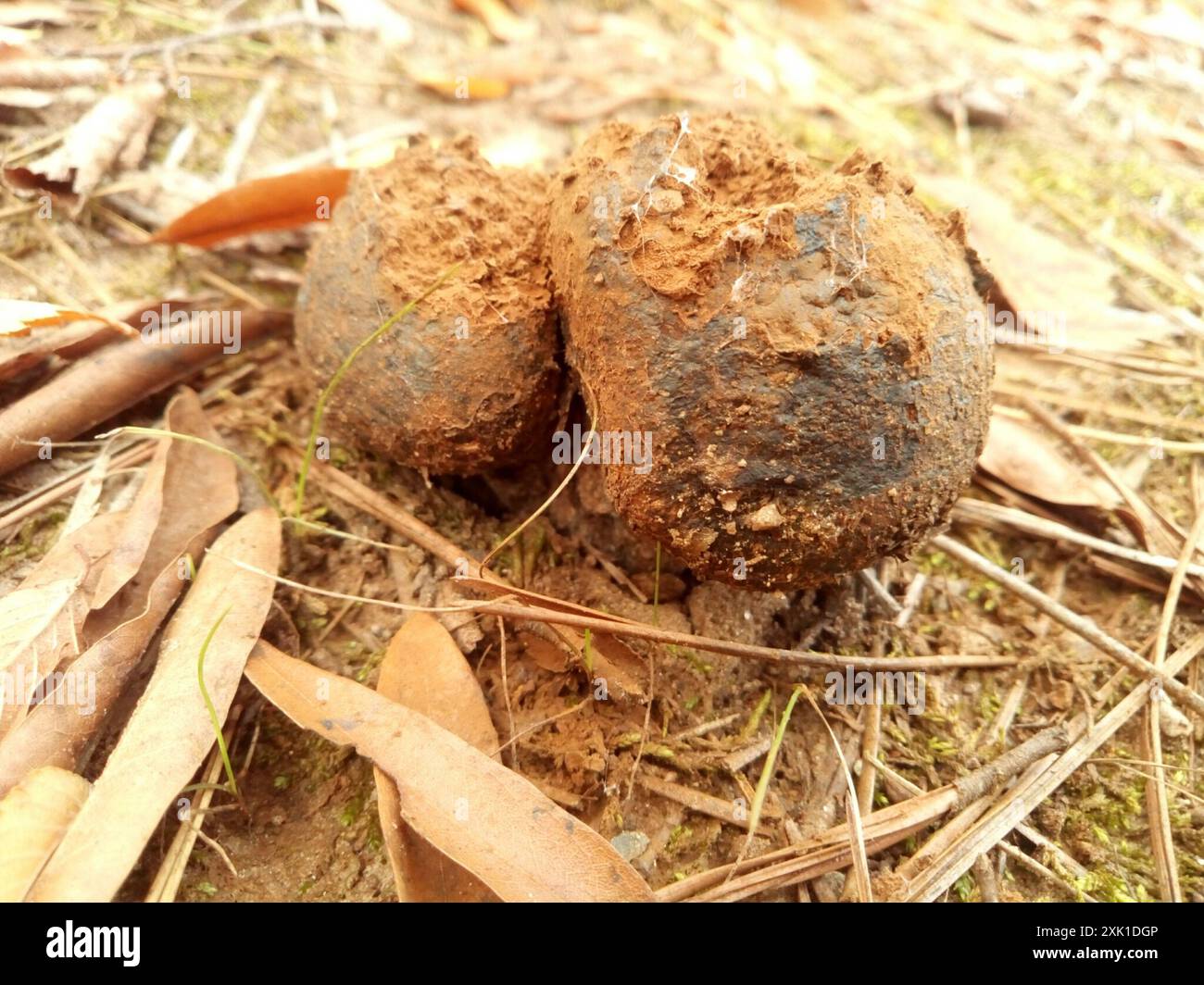 Dyeball (Pisolithus arhizus) Fungi Stock Photo - Alamy