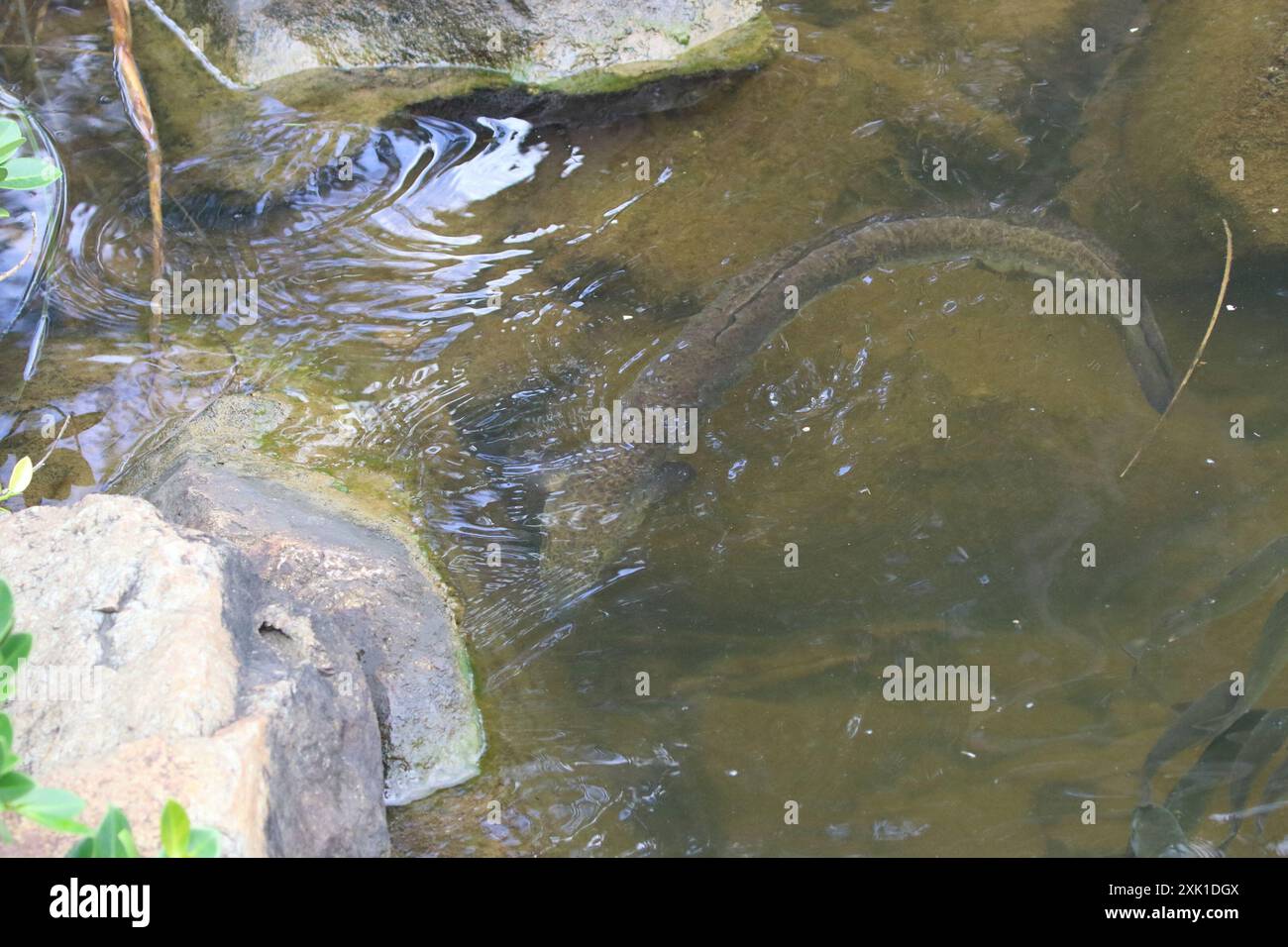 Australian Long-finned Eel (Anguilla reinhardtii) Actinopterygii Stock ...