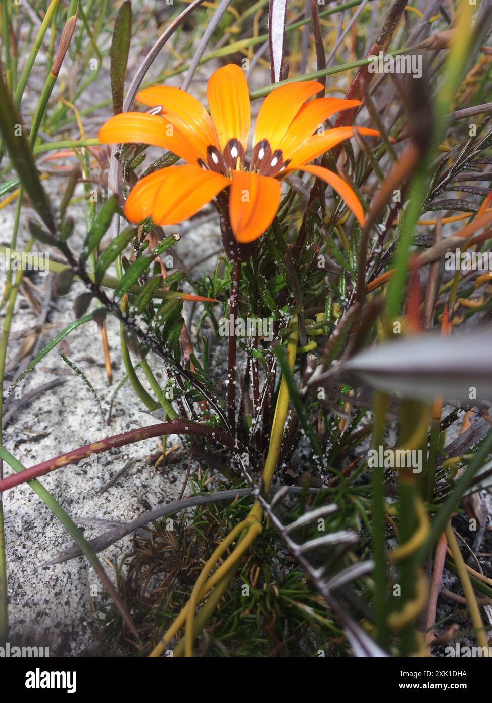 Cockscomb Gazania (Gazania pectinata) Plantae Stock Photo - Alamy