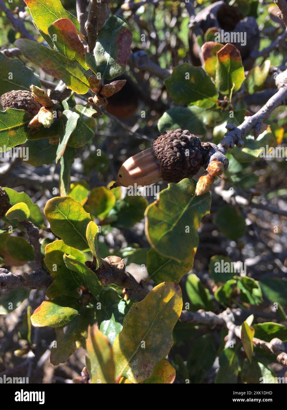 island scrub oak (Quercus pacifica) Plantae Stock Photo - Alamy