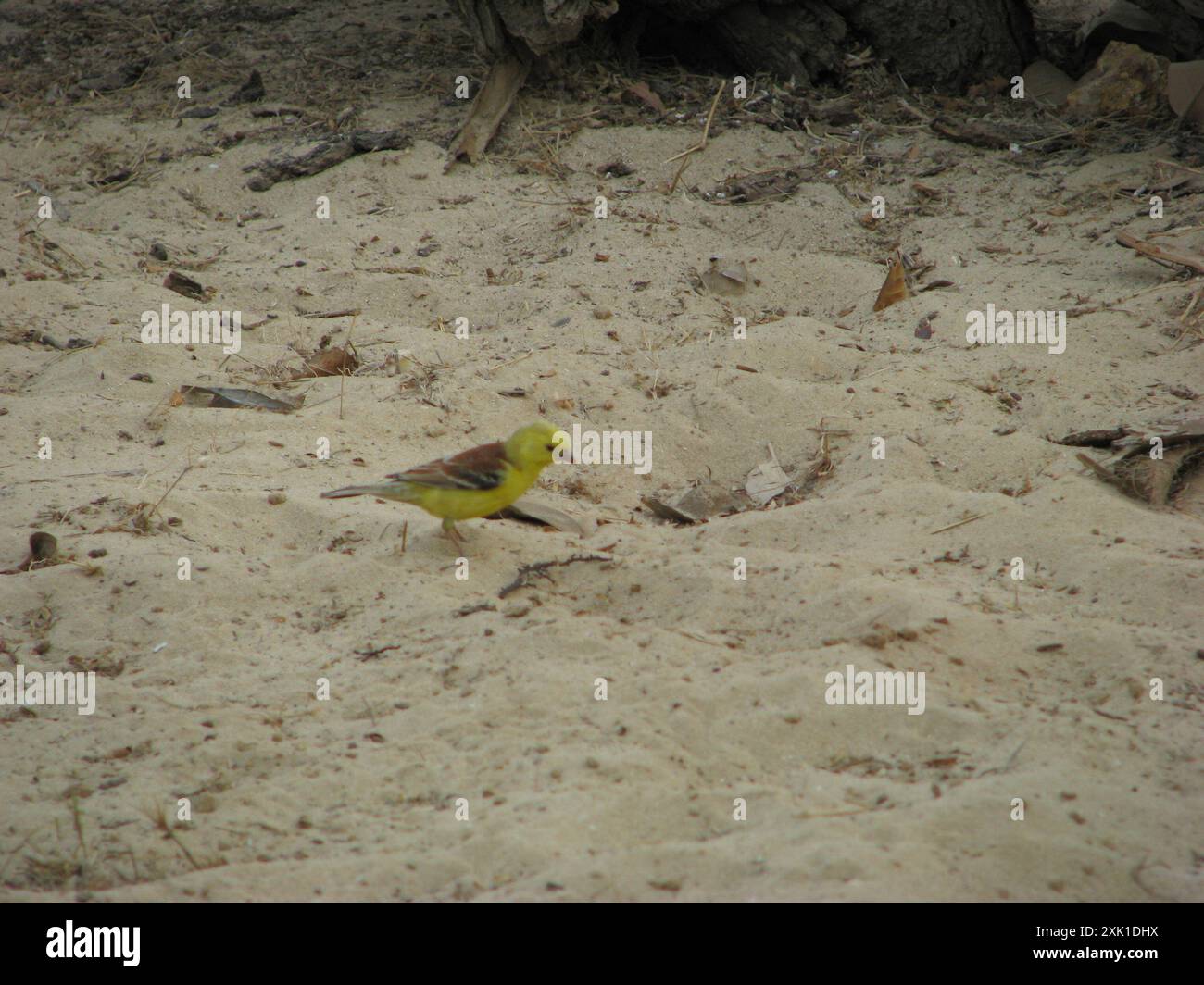Sudan golden sparrow hi-res stock photography and images - Alamy