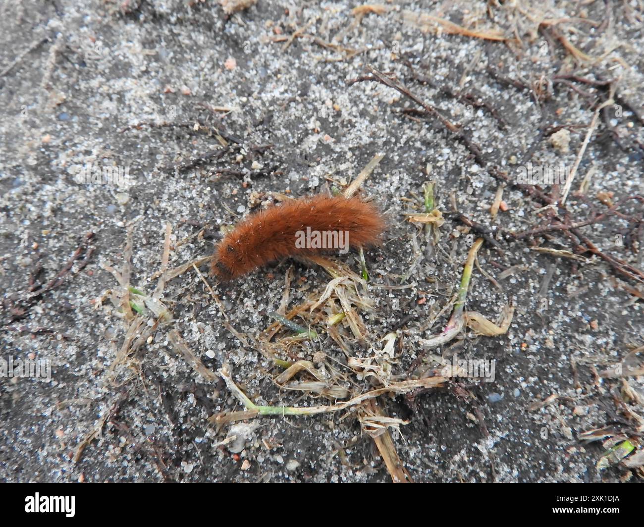 Arctia matronula hi-res stock photography and images - Alamy