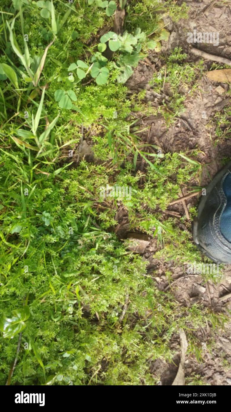 common soliva (Soliva sessilis) Plantae Stock Photo - Alamy