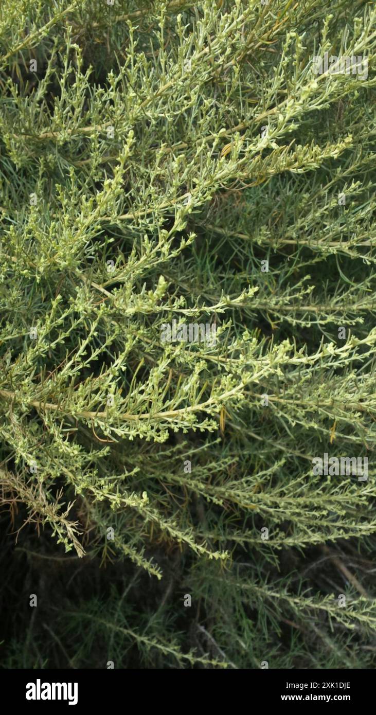 California sagebrush (Artemisia californica) Plantae Stock Photo - Alamy