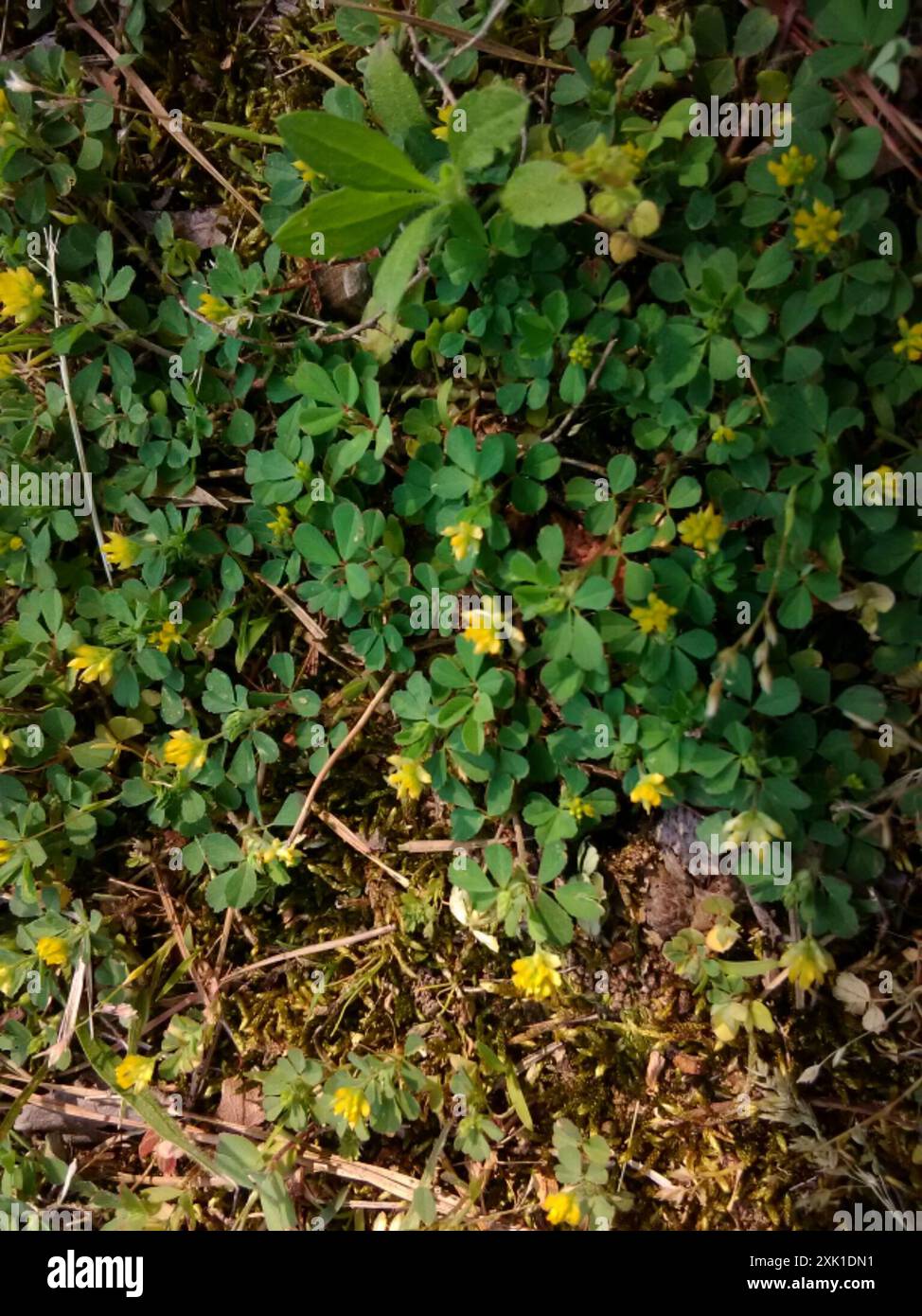 Lesser hop trefoil (Trifolium dubium) Plantae Stock Photo - Alamy
