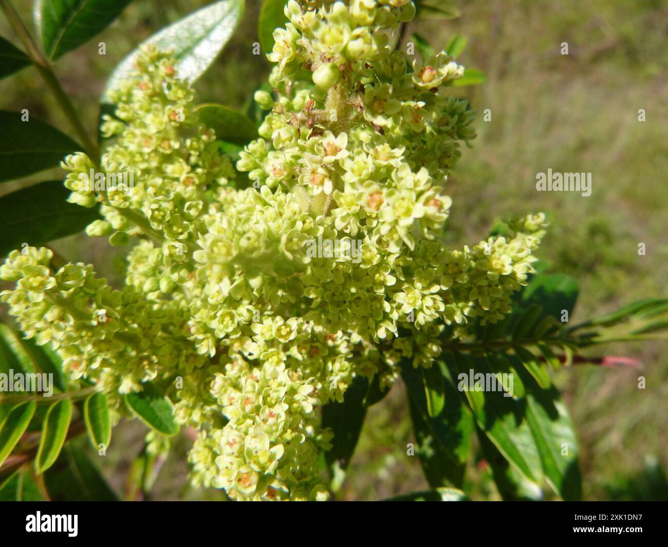 shining sumac (Rhus copallinum) Plantae Stock Photo - Alamy