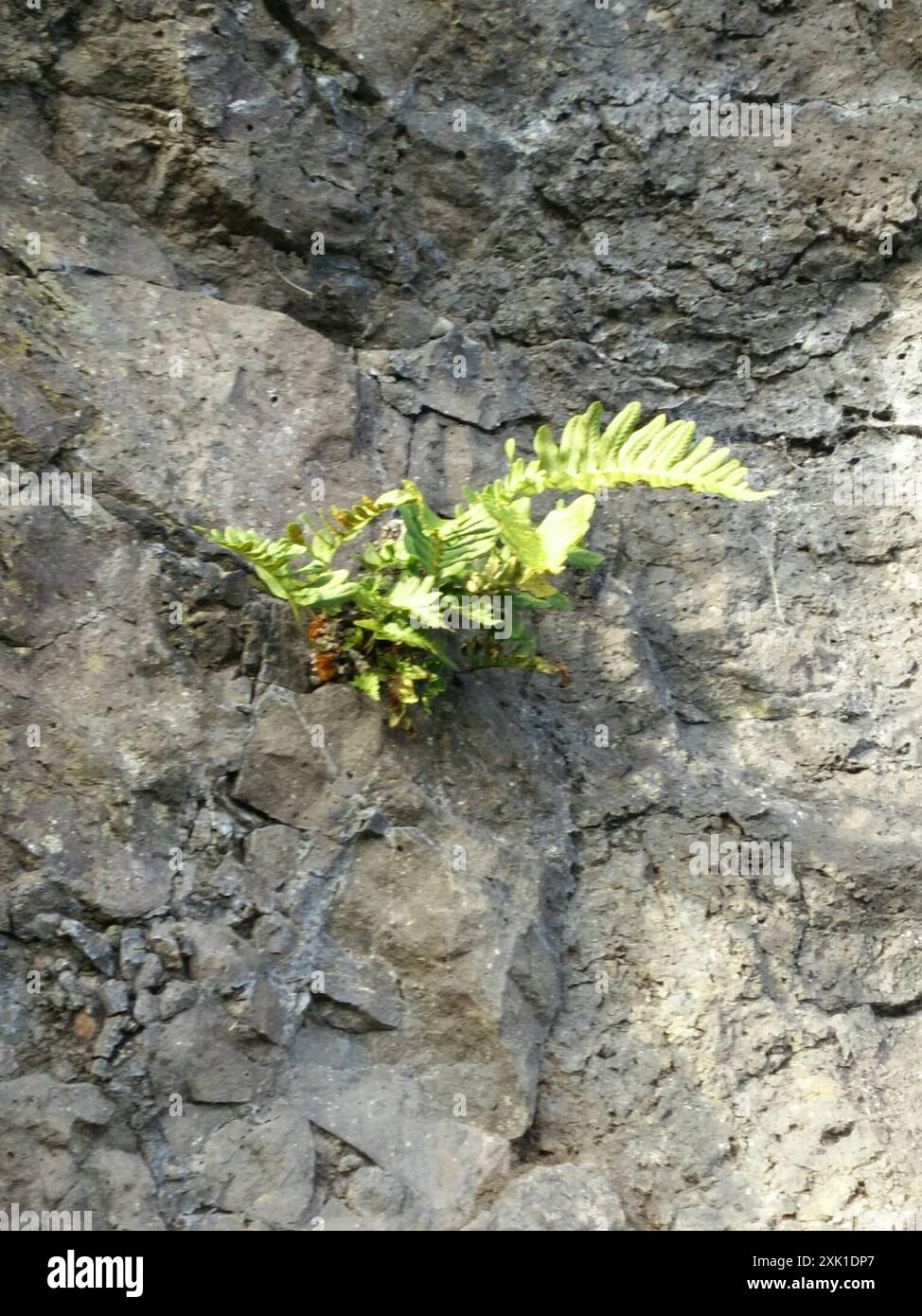 common polypody (Polypodium vulgare) Plantae Stock Photo - Alamy