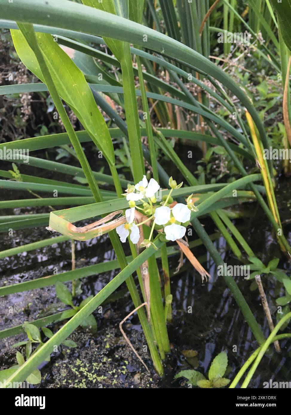 Delta Arrowhead (Sagittaria platyphylla) Plantae Stock Photo - Alamy