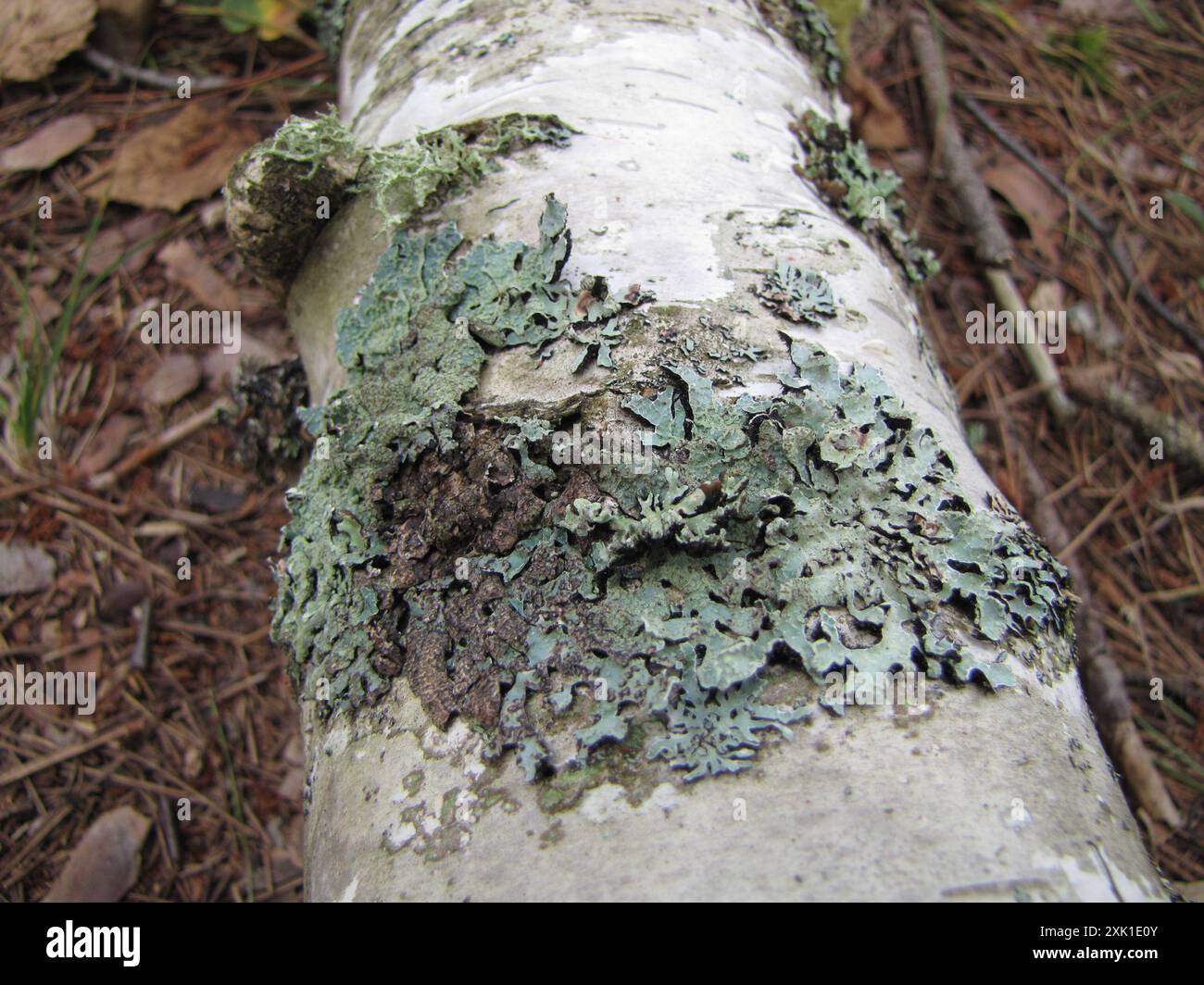 shield lichen (Parmelia sulcata) Fungi Stock Photo - Alamy