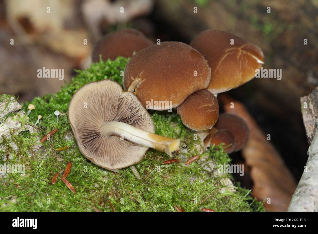 Common Stump Brittlestem (Psathyrella piluliformis) Fungi Stock Photo ...